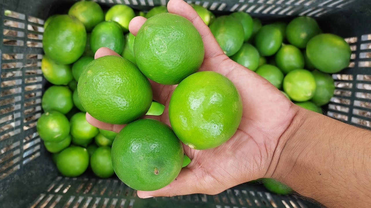 Cosechando limón sin semilla, limón persa injertado - YouTube
