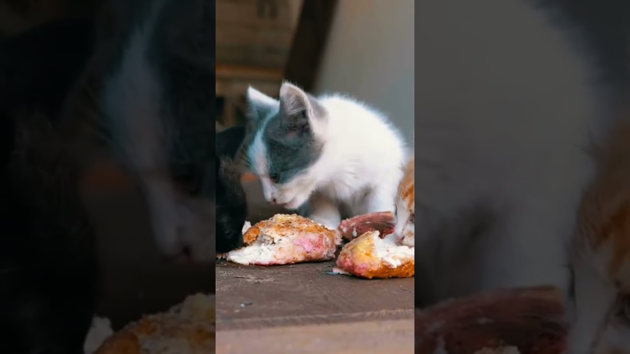 cute cats enjoying their lunch #cutecat #viralshorts - YouTube