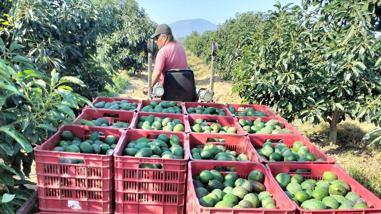 Producción de aguacate variedad Mendez segundo año, primera cosecha y ...