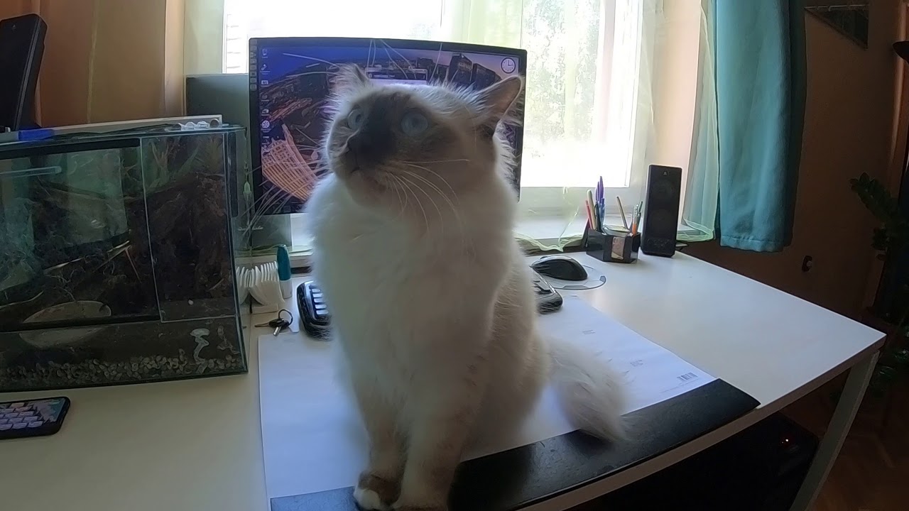 My Ragdoll is very angry (recording with Gopro Hero6) - YouTube