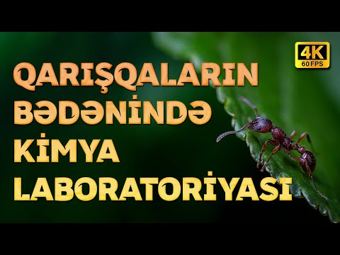 Qarışqaların Bədənində Kimya Laboratoriyası Olduğunu Bilirdiniz? I 4K
