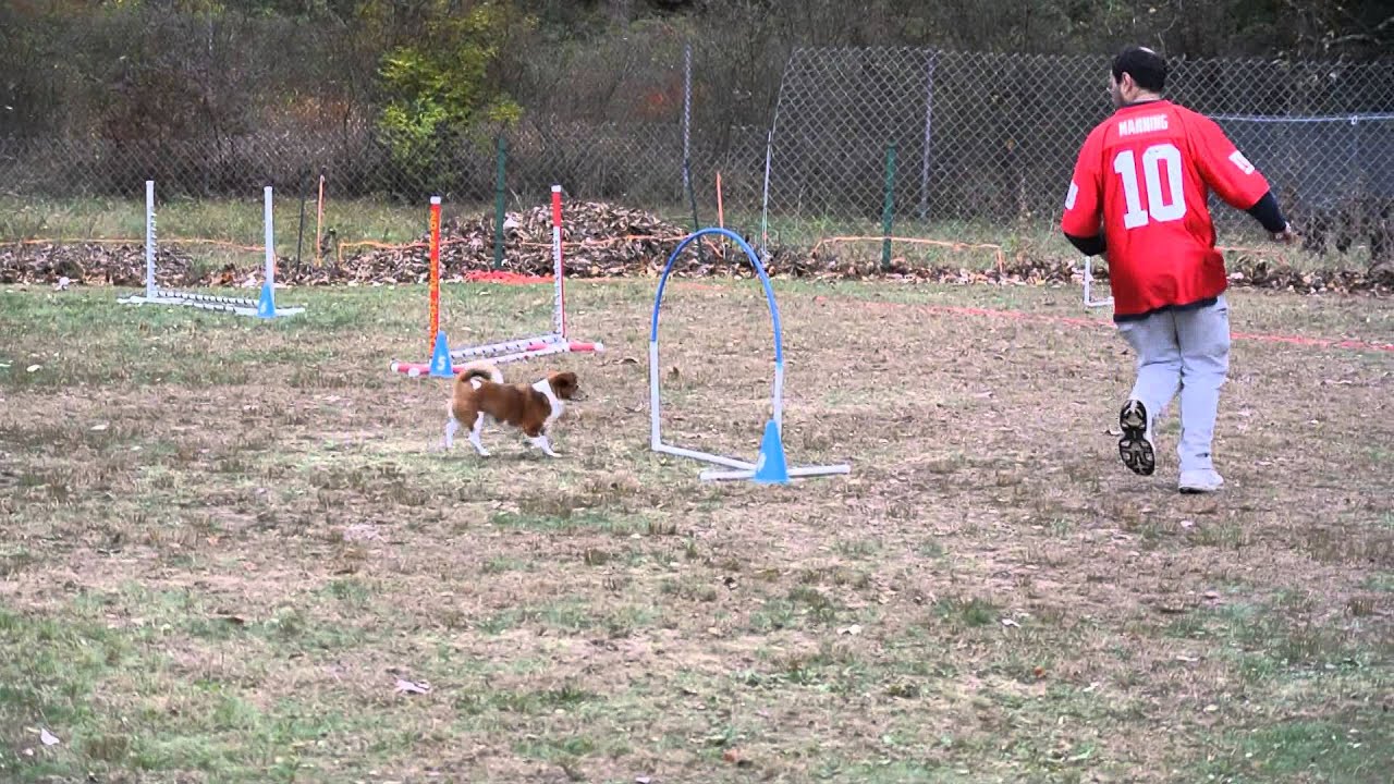 2015-10-31 Rags NADAC Dog Agility at St. Huberts - YouTube