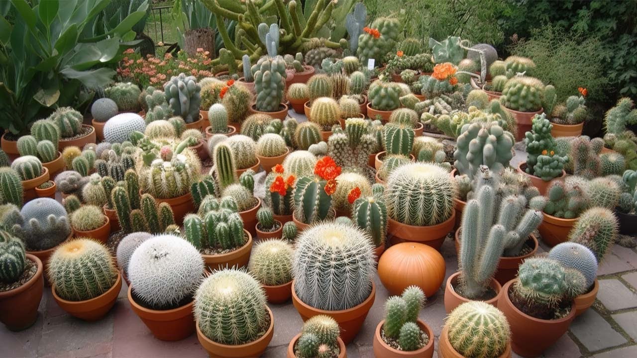 100 Tipos de Cactus con sus Nombres !Más de lo que puedes imaginar ...