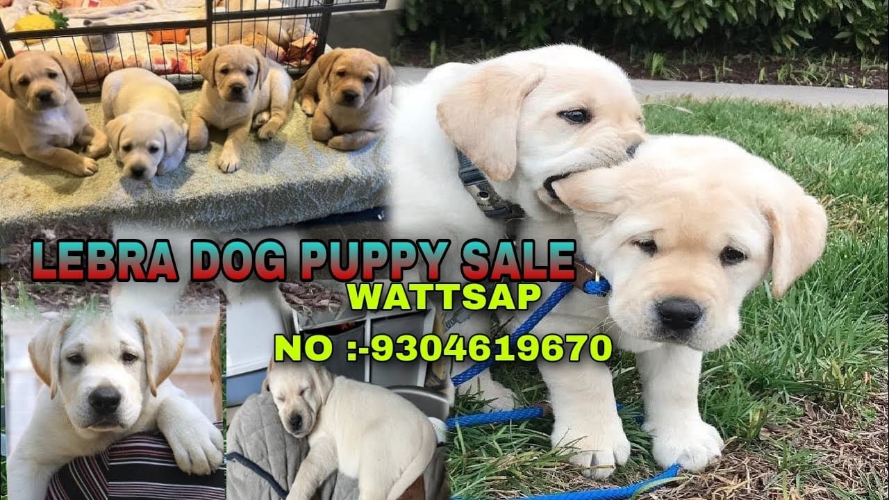 LEBRA DOG PUPPY SALE🐕//JAMSEDPUR #jharkhand #doglovers @bholashola ...