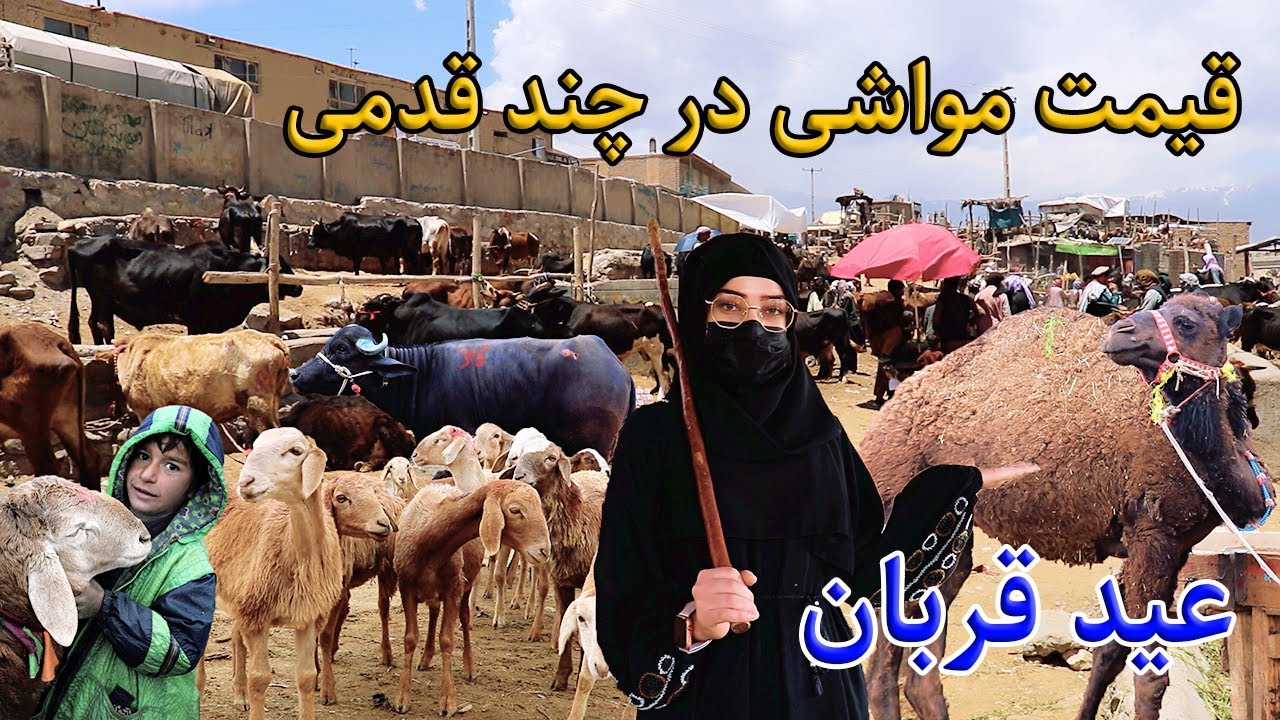 گزارش نرگس از قیمت مواشی /قیمت یک دانه شتر یک لک افغانی Narges report ...