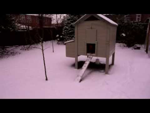 Bantam chicken flyer. - YouTube