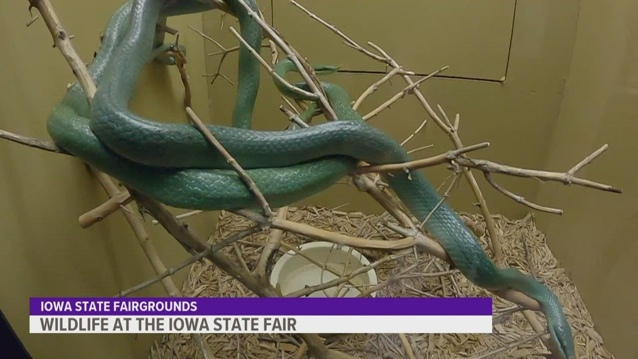 Iowa Snake Profile For Lone Star Snakes