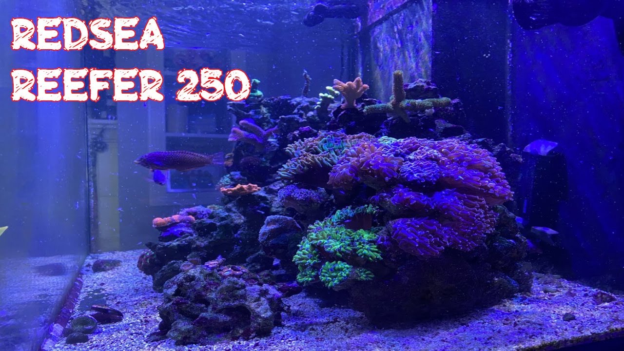 Red Sea Reefer 250 | New Scape (Didn't Want To Do It) Fragging Green ...