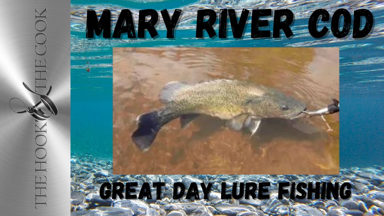 MARY RIVER COD HOW GOOD WAS THIS DAY | how to catch cod and bass on ...