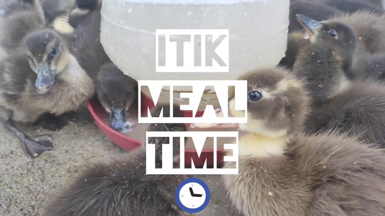 Old Farming Method of Native Duck commonlly called (itik) - YouTube
