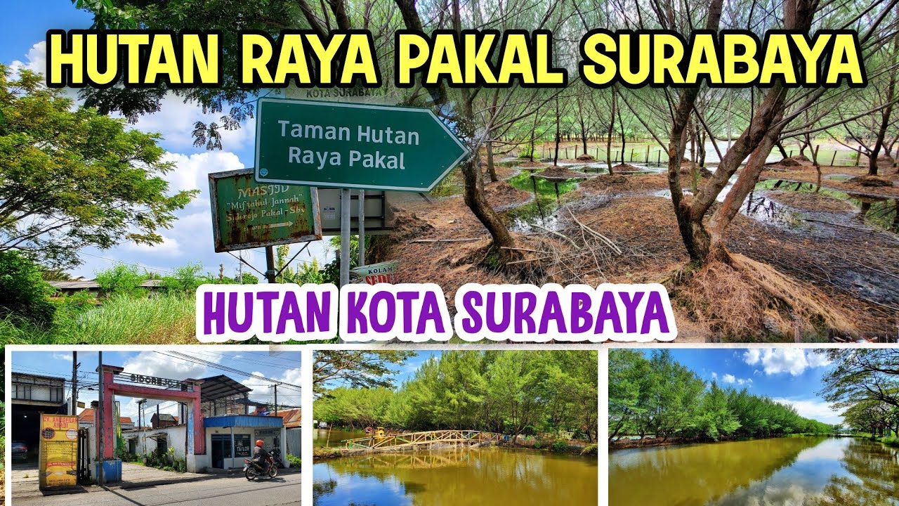 HUTAN PAKAL SURABAYA | TAMAN HUTAN PAKAL | TAHURA PAKAL SURABAYA ...