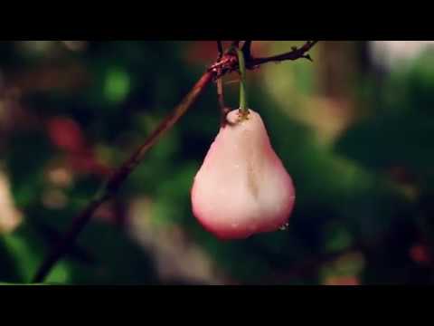 Wax Jambu Pink - Java Apple - Malay Apple - YouTube