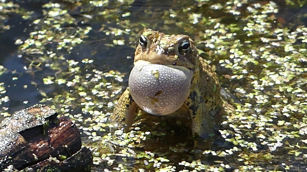 Spring Peepers Calling - YouTube