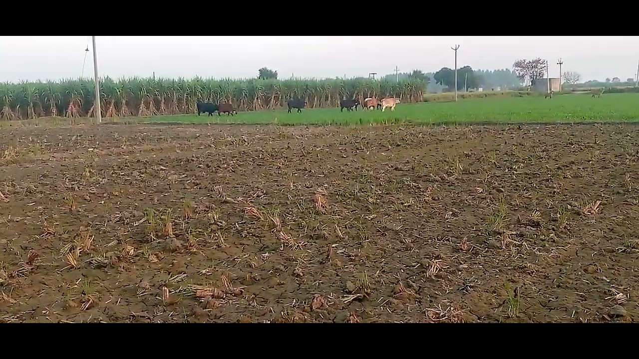 khet mei nukshan ho gaya 10 gaay - YouTube
