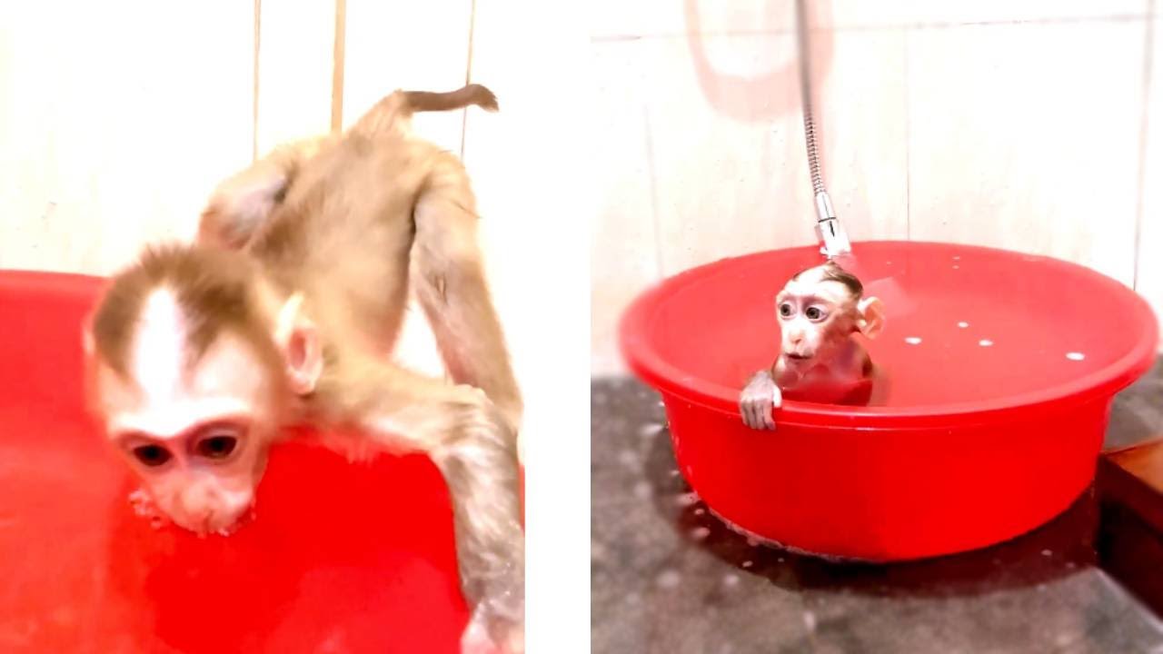 Lovely Bryan Monkey enjoy bathing a lone! - YouTube