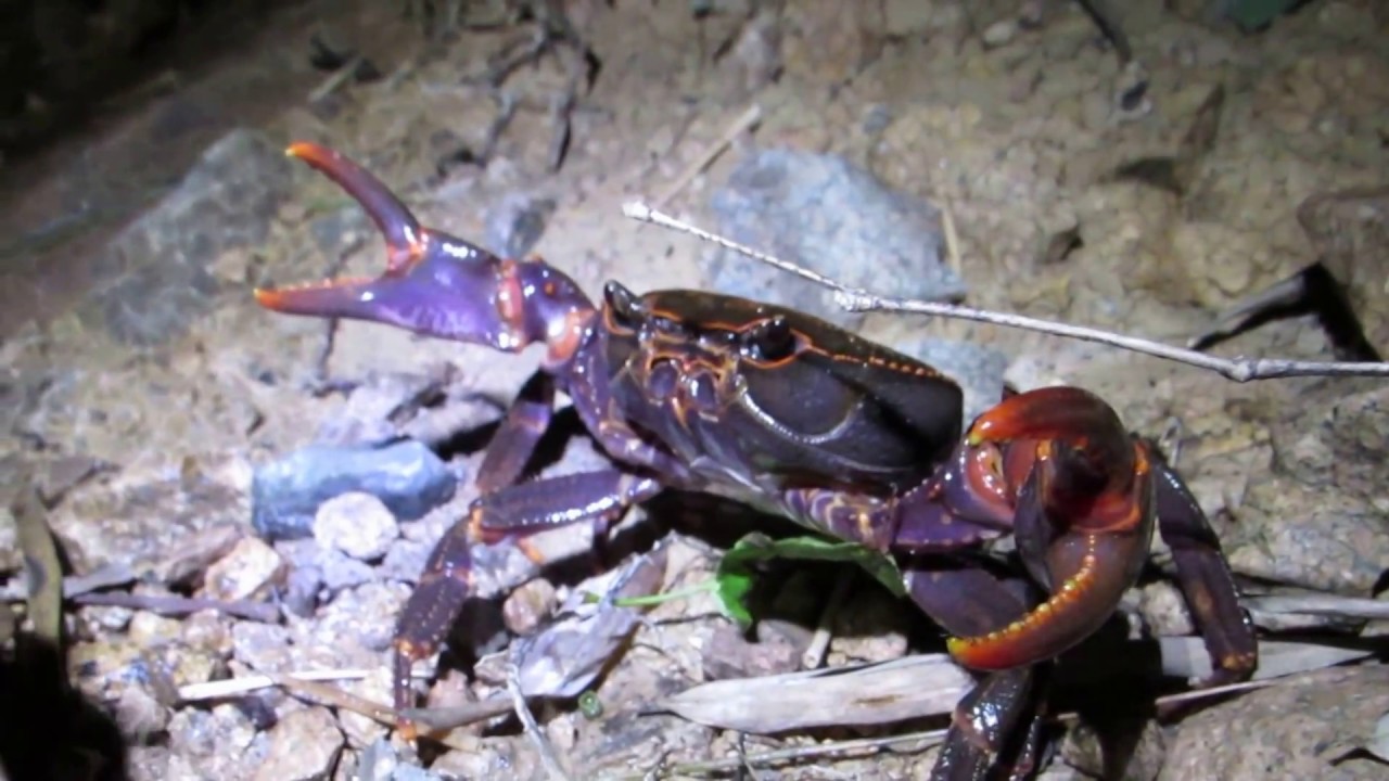 freshwater mountain crab in central China - YouTube