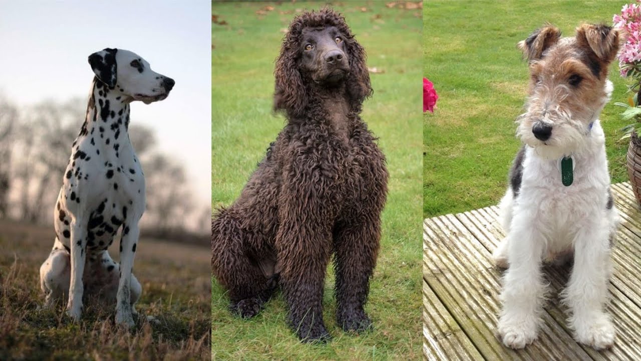 20 + cute and beautiful Dog Breeds | Cute And Dp Whatsapp pics | Dog ...