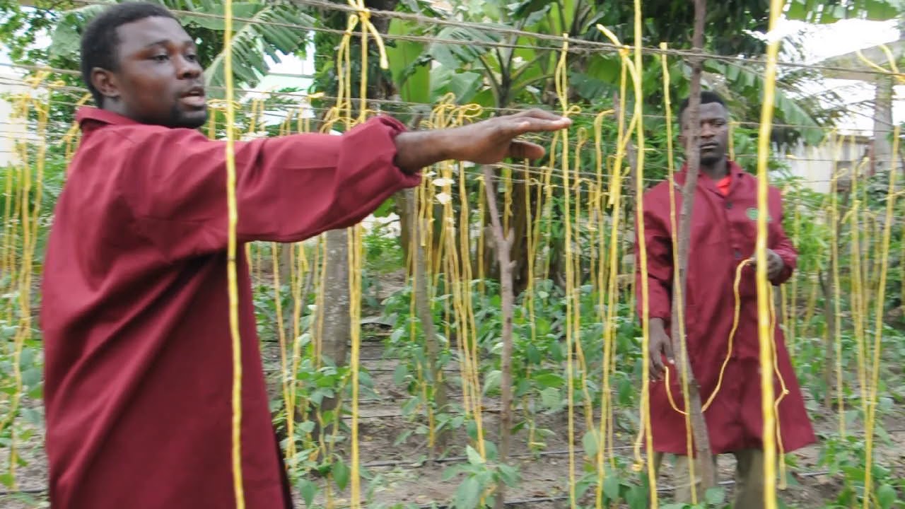 kilimo cha pilipili hoho njano na nyekundu stage 4 kangeta kilimo - YouTube