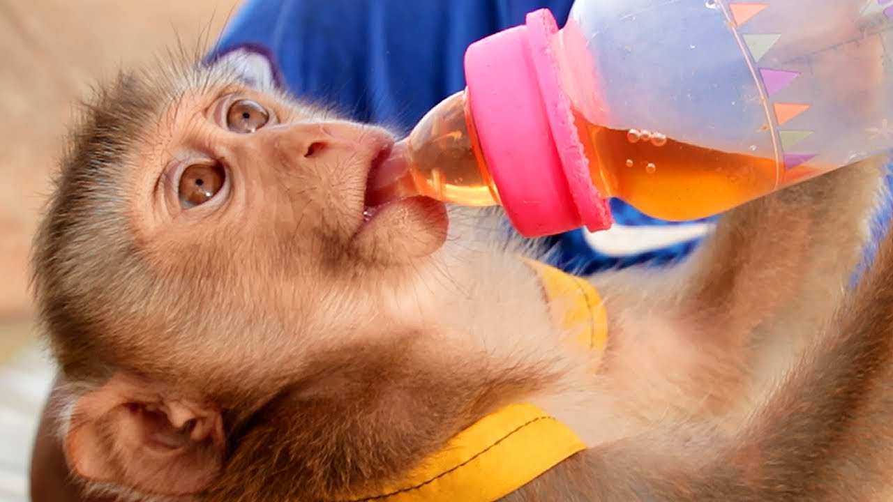 Beautiful Drink Ever Baby Monkey/ Lyly Request Sothearith Drinking ...