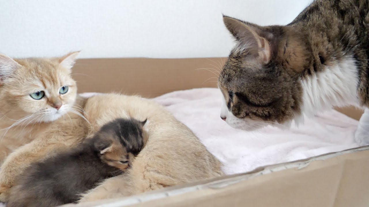 Looking back to daddy cat Coco who is actually very kind - YouTube