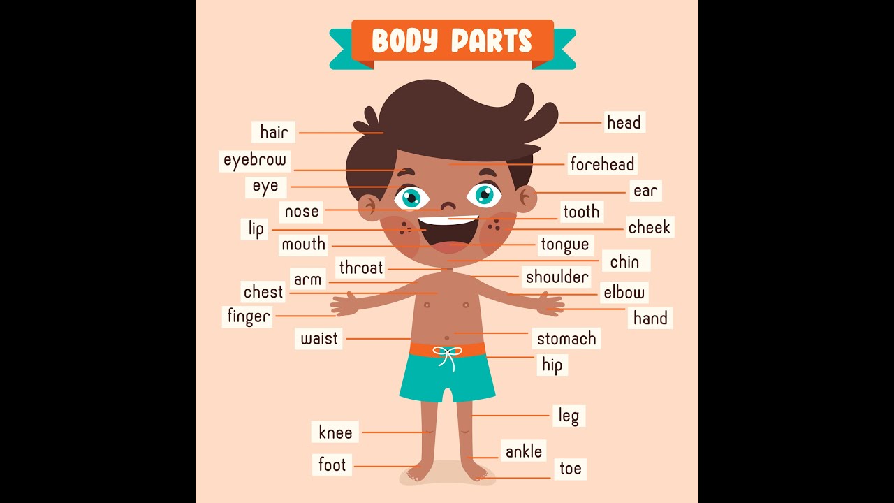 Human Body Parts || Name of Body Parts - YouTube