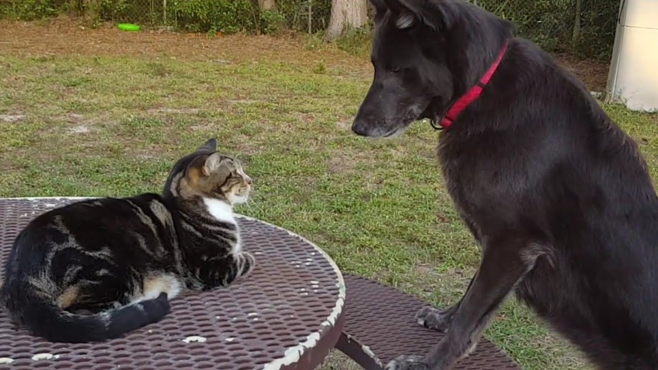 Face Off | Cat VS Dog - YouTube