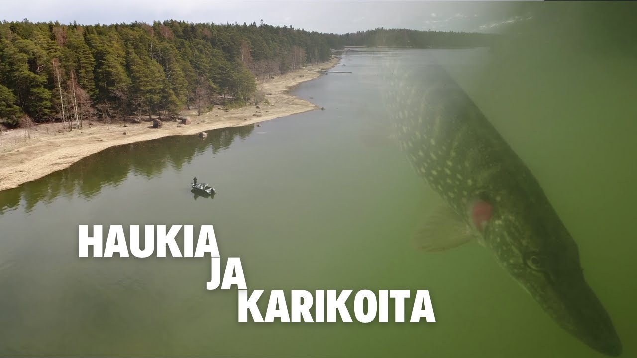 Haukia ja karikoita - YouTube