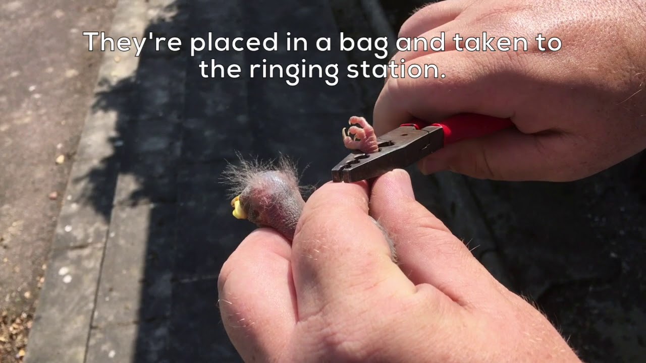 Starling nestbox monitoring at RSPB Hope Farm - YouTube