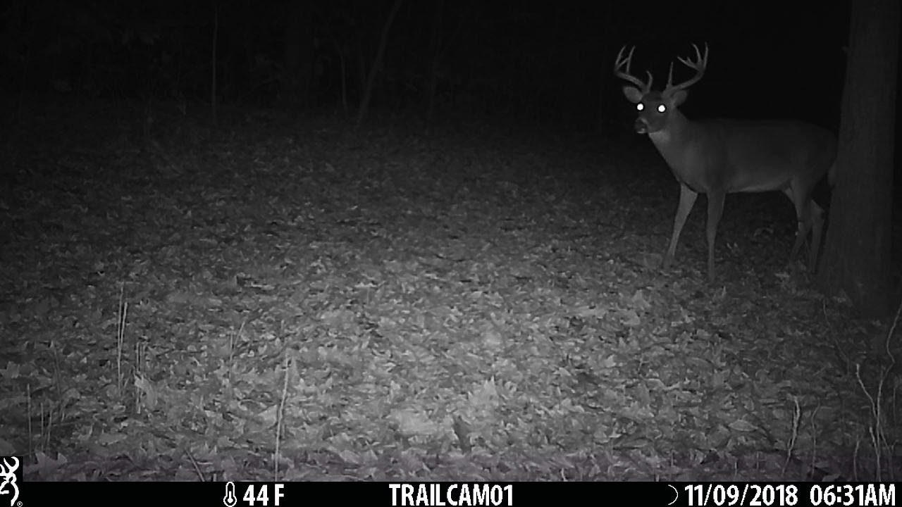 buck front view - YouTube