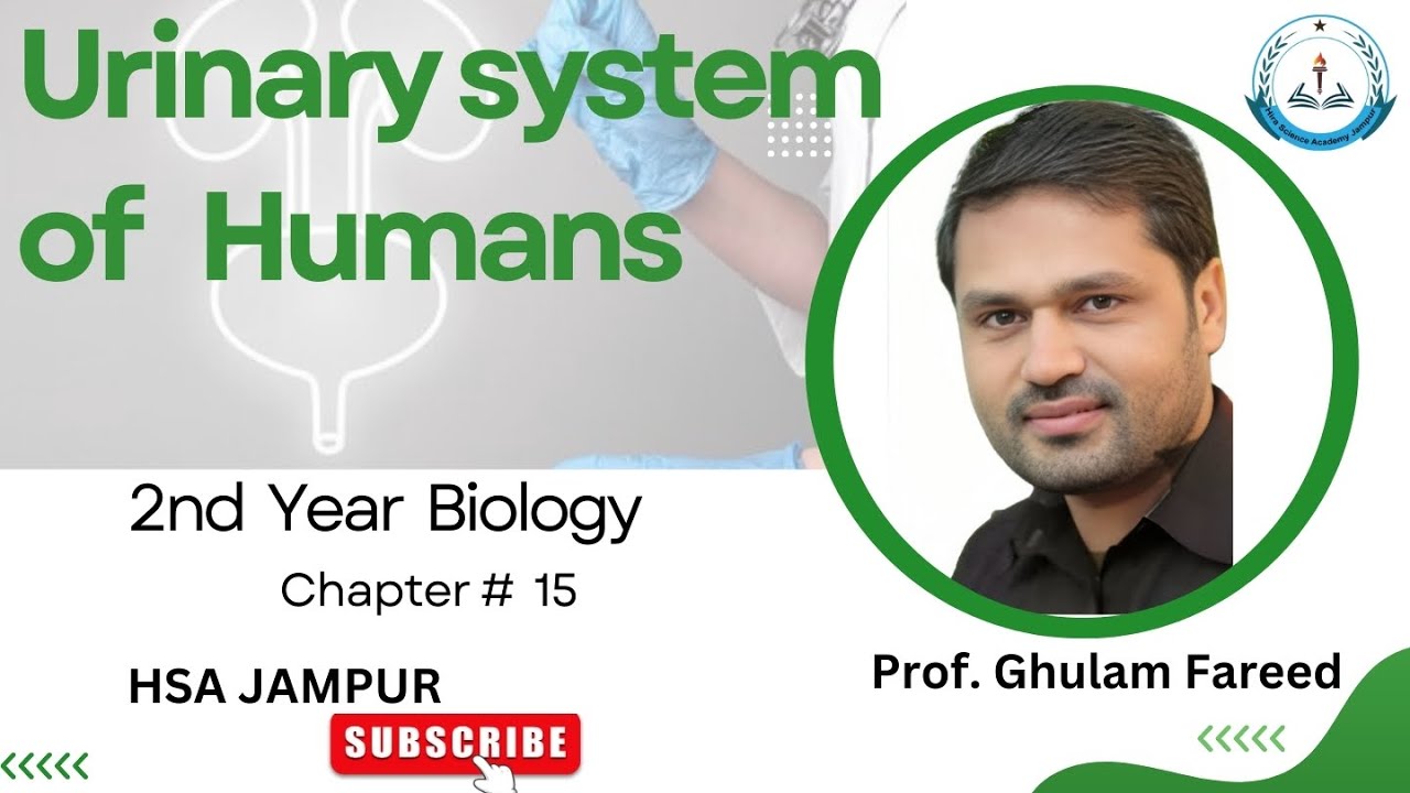 Urinary system | urine composition | functions | organs | Chapter 15 ...