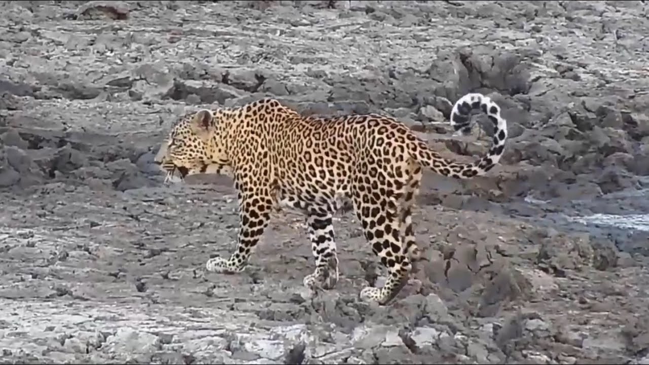 Tlalamba Female Leopard at Djuma Waterhole - YouTube