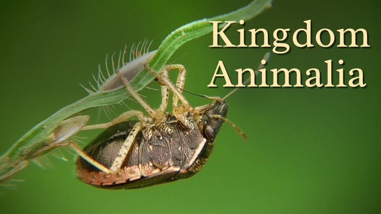 Kingdom Animalia : Apa Itu Vertebrata Dan Invertebrata? - YouTube