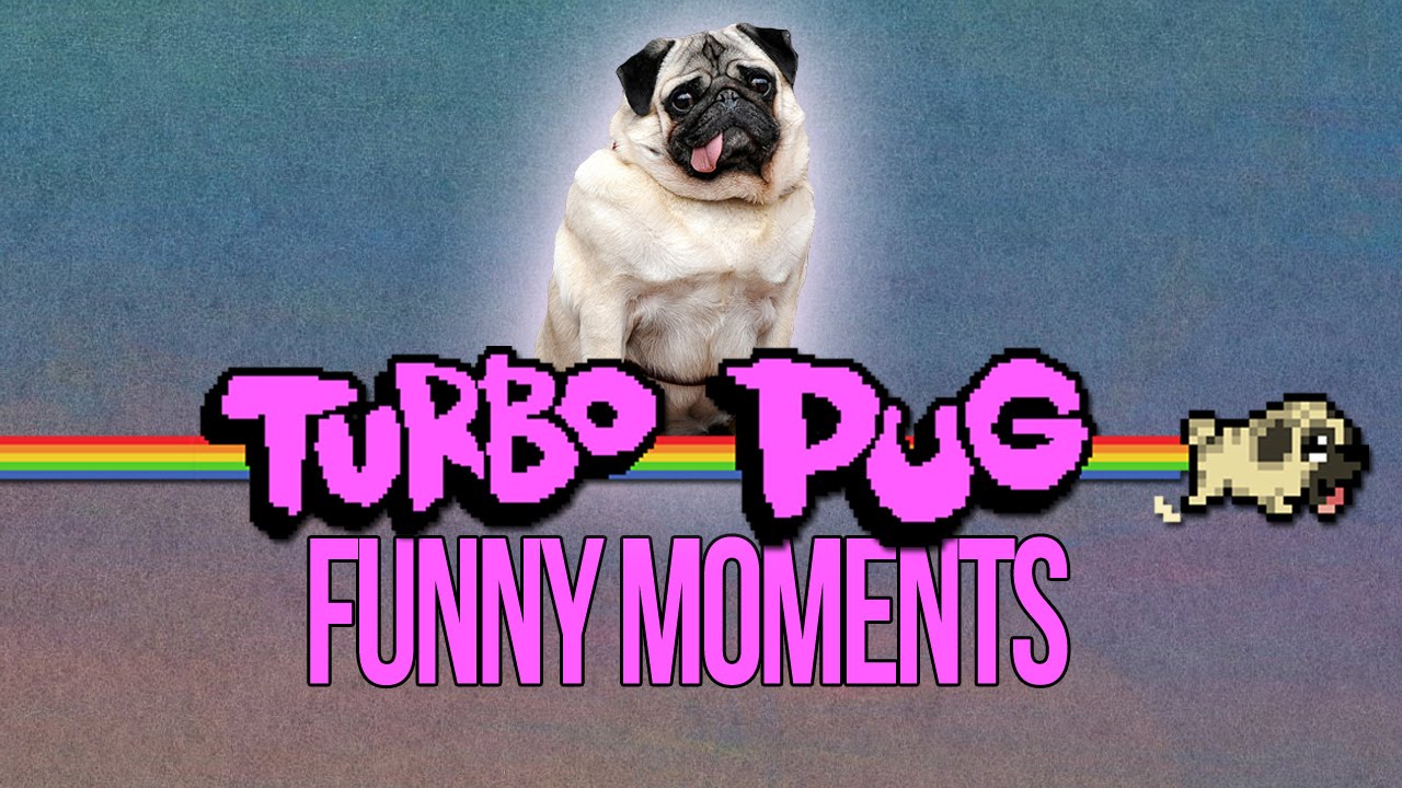Do Pugs Fart