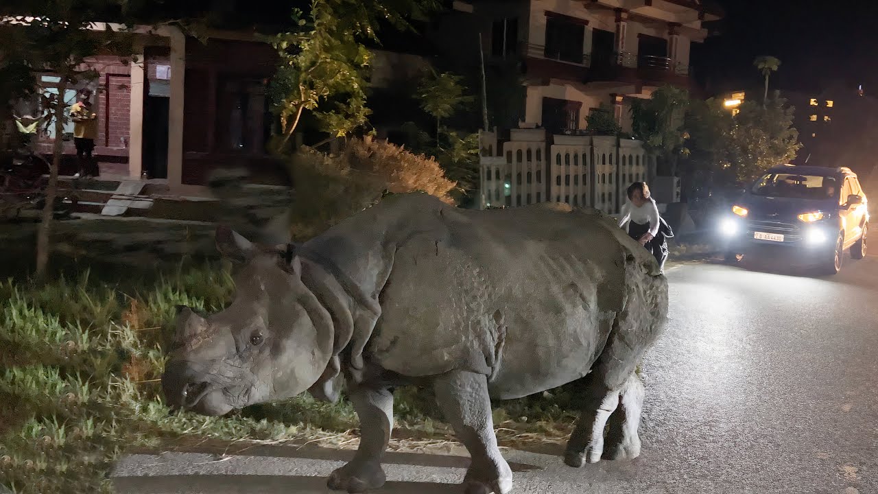 Rhino Invades Town in Nepal - Sauraha Chitwan Rhino Town - YouTube
