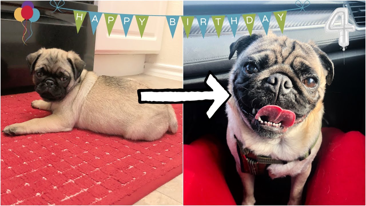 VLOG | Pugs shopping at Petsmart, Lincoln's Birthday and DIY Dog Cake ...