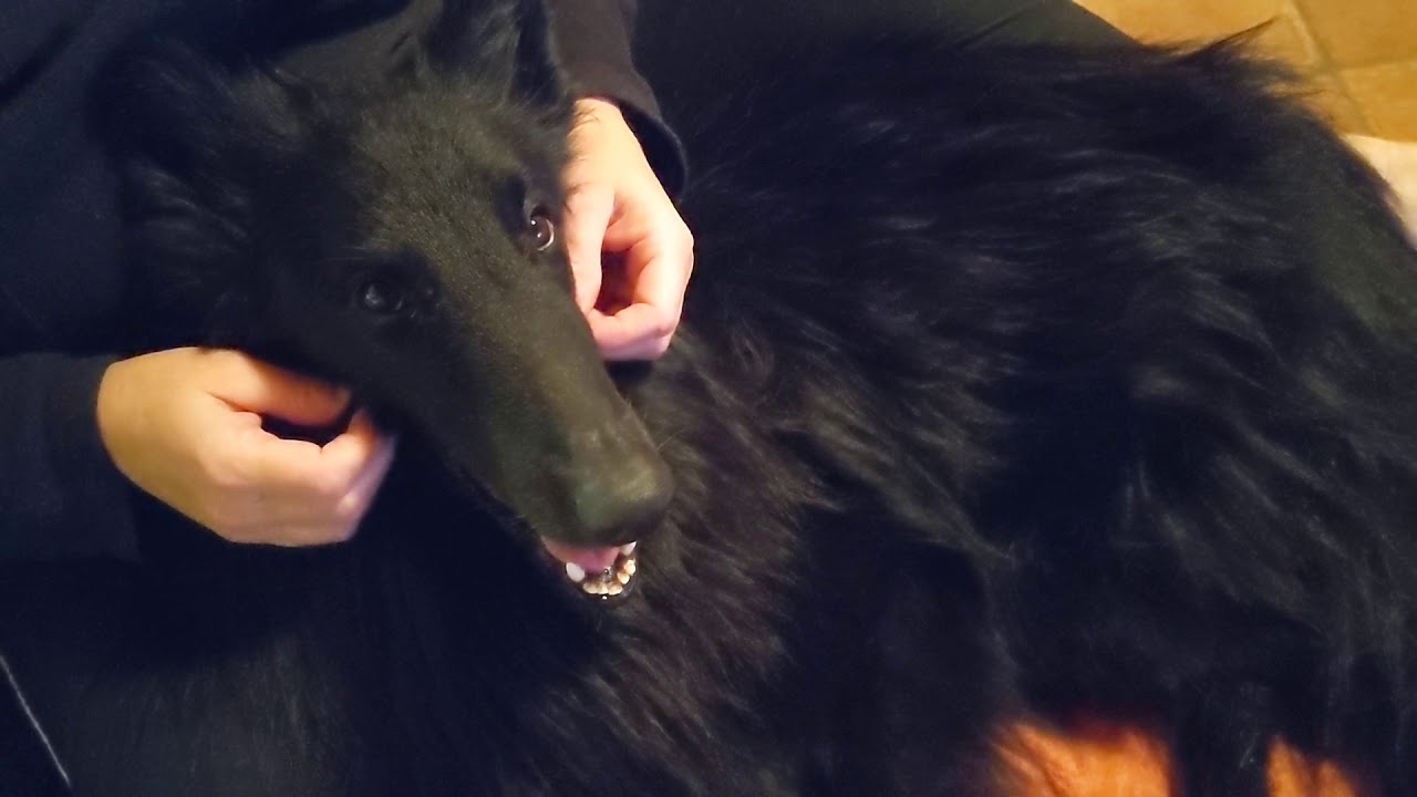 Ocular Compressions for Dogs Canine Epilepsy - YouTube