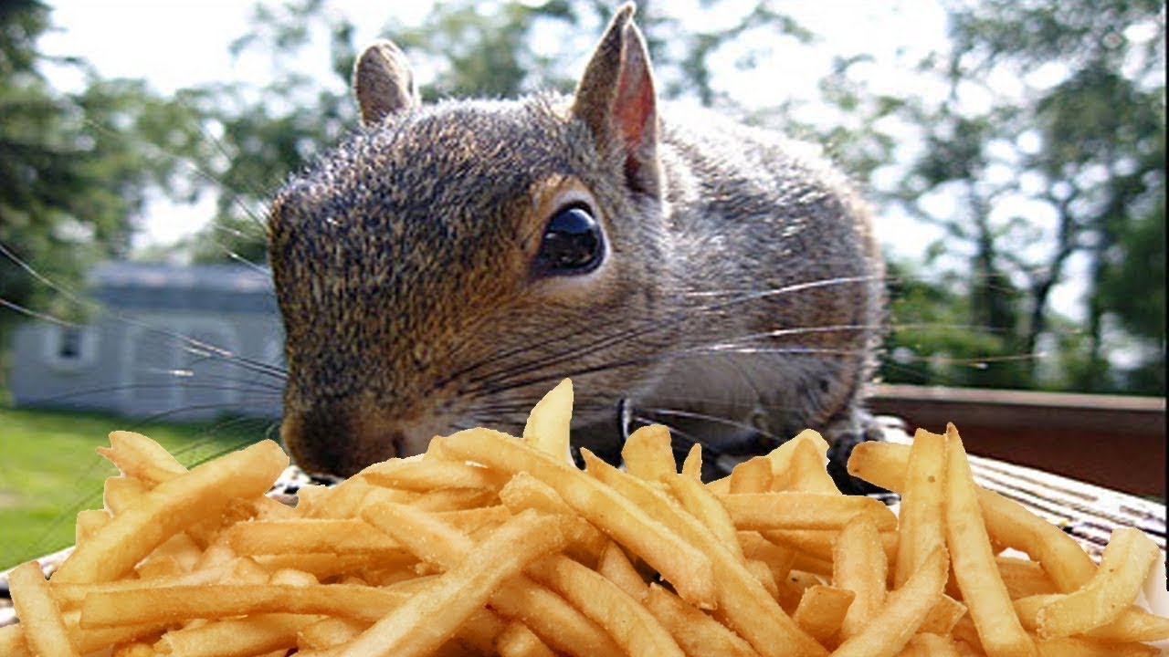 Maine’s French Fry Bandit! 🐿🍟 🐿 🍟🐿🍟🐿🍟🐿💨💨💨 - YouTube