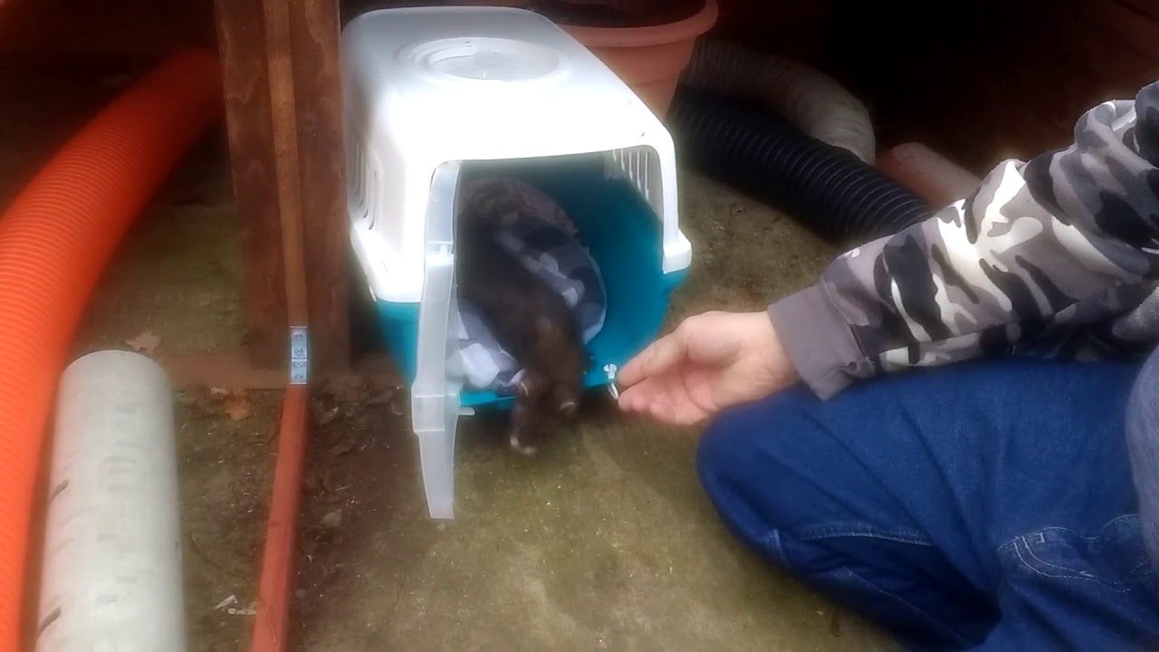 Bbys first time home - YouTube