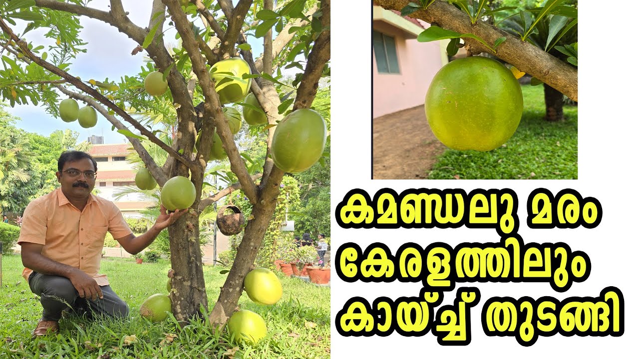 പാത്രം ഉണ്ടാക്കാന്‍ ഉപയോഗിക്കുന്ന കമണ്ഡലു കായ | kamandalu tree ...