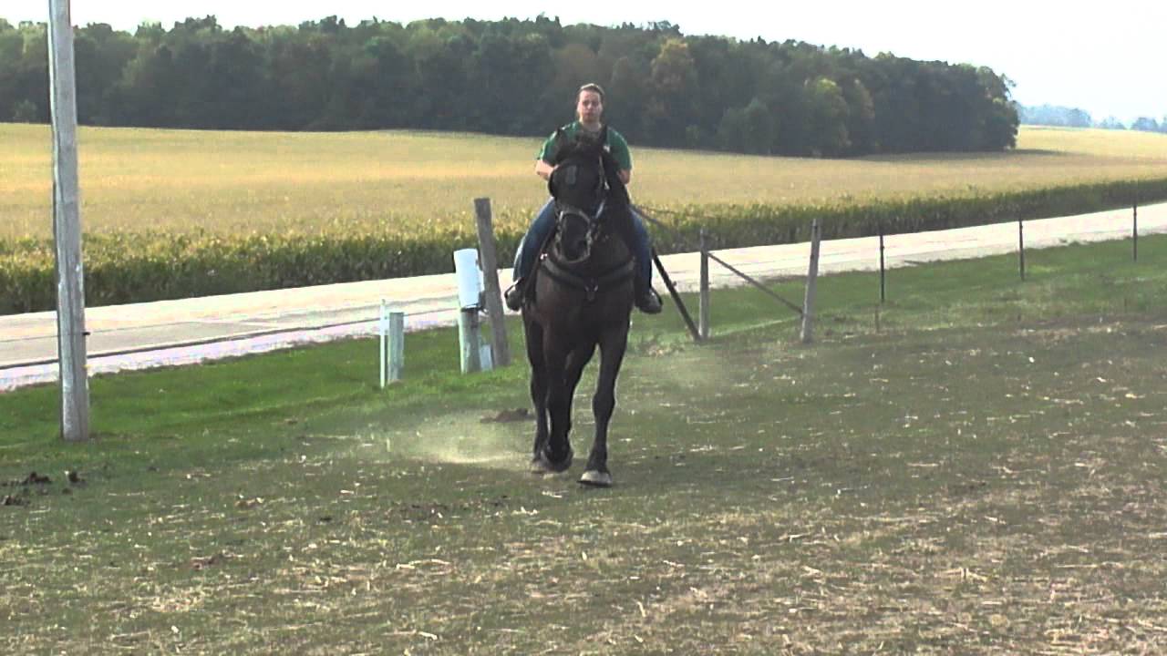 Thunder 3 year old percheron gelding for sale - YouTube