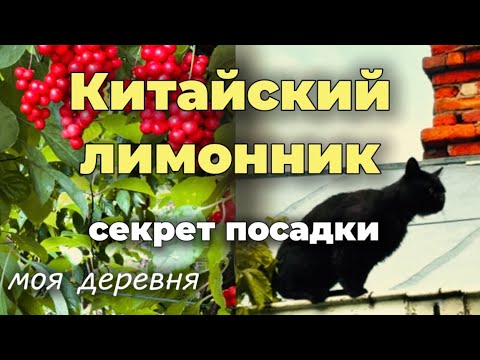 Секрет китайского лимонника / старый участок / жизнь в деревне