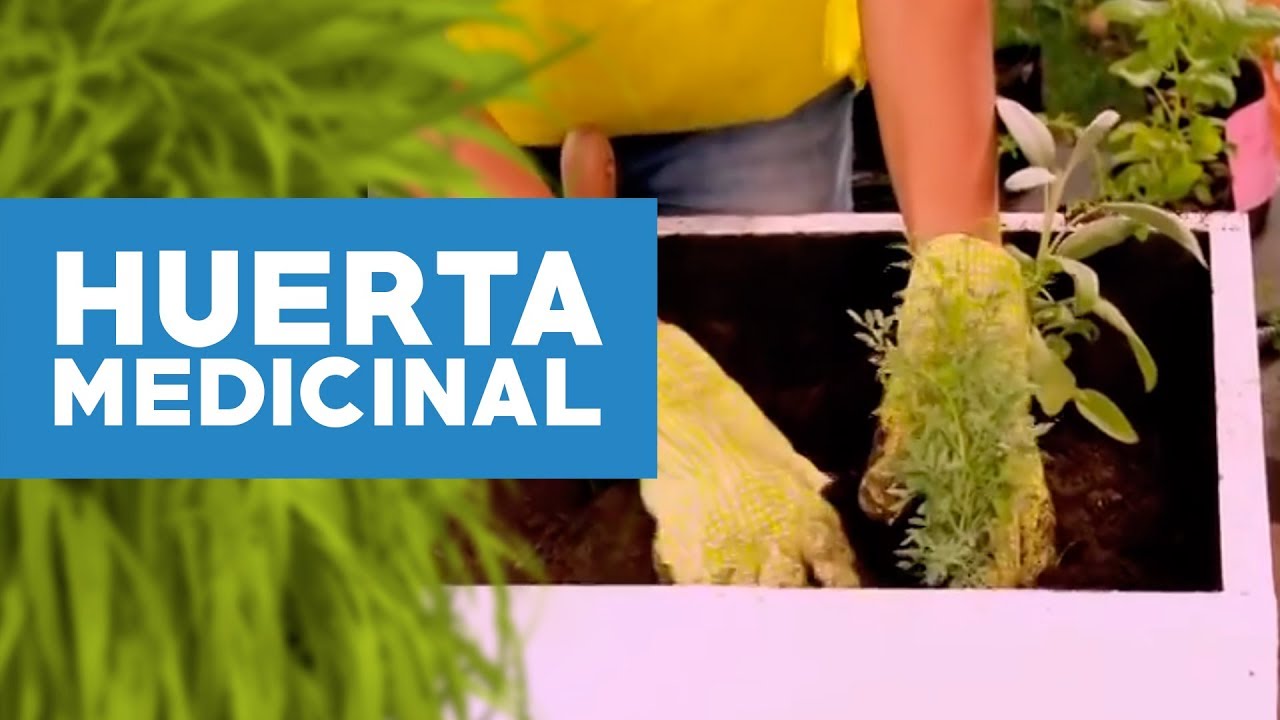 Huerto – Plantas Medicinales en Ecuador