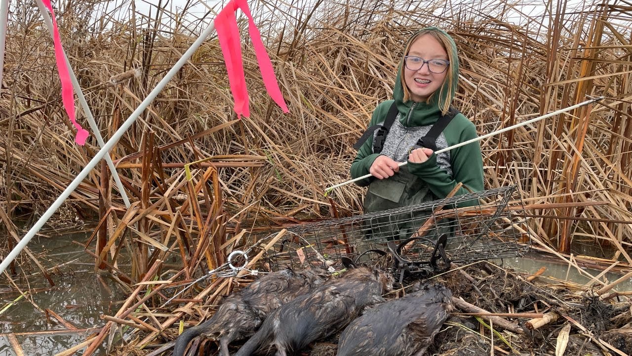 Muskrats, Raccoon & Beaver!! - YouTube