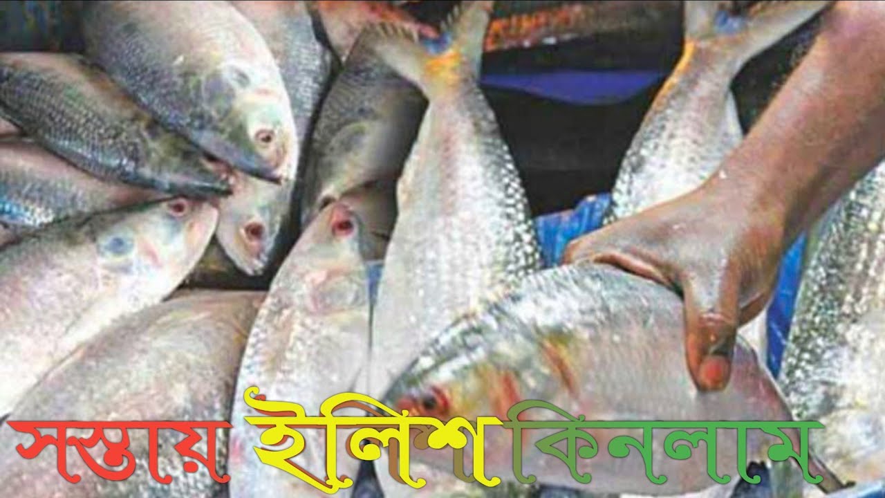 এত সস্তা ইলিশ!। একদম সস্তায় ইলিশ কিনলাম। Elisha Fish price। bd fish ...
