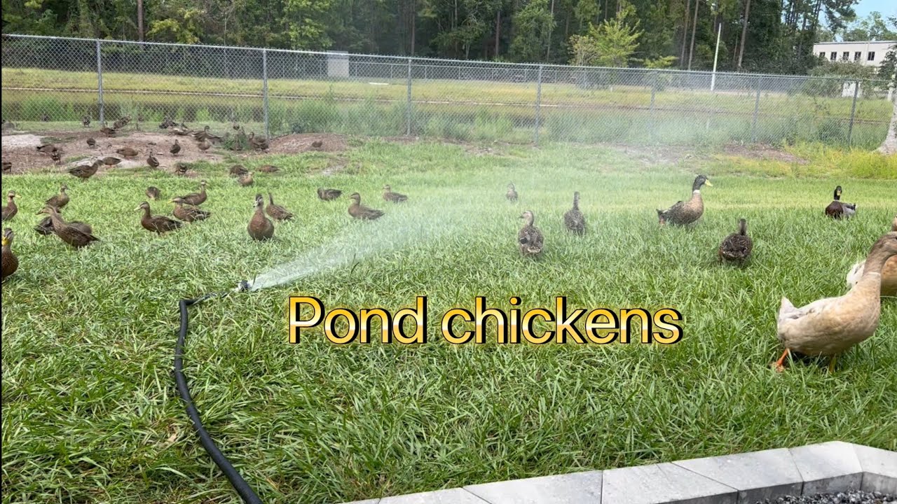 Spraying Ducks With The Hose! 4k - YouTube