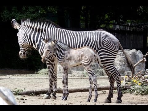 Zebra Braying - At The Denver Zoo - YouTube