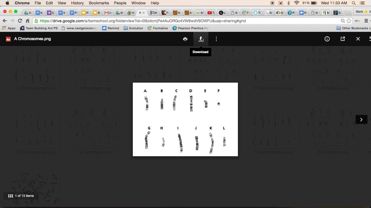 Karyotype Lab Instructions - YouTube
