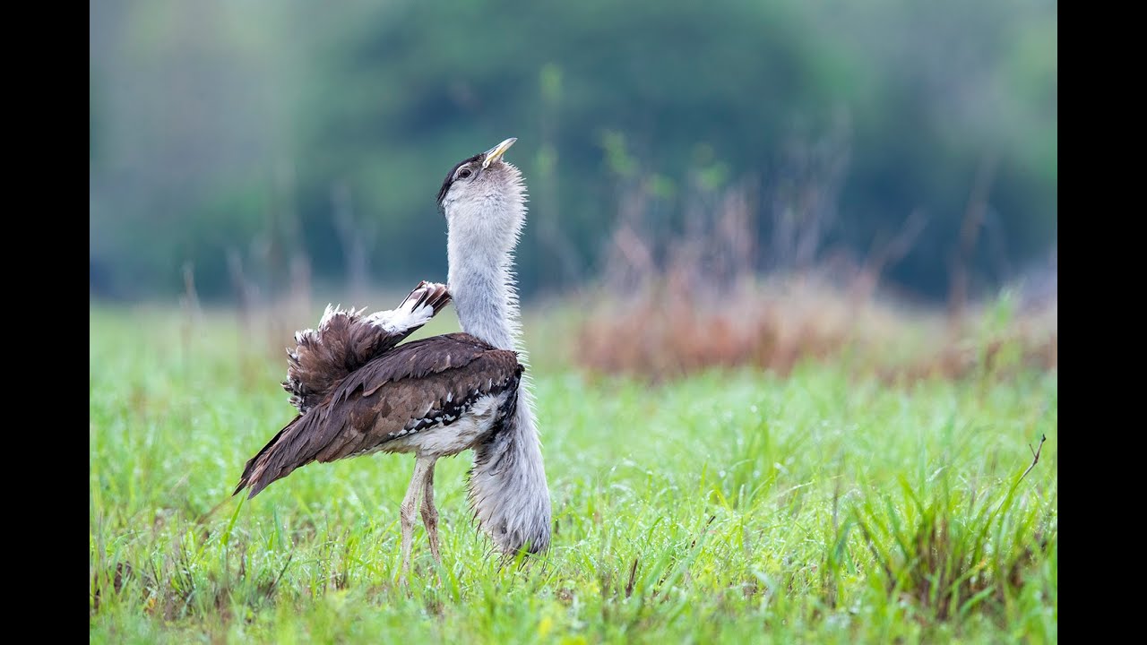 Australian Bustard Displaying (HD) - YouTube