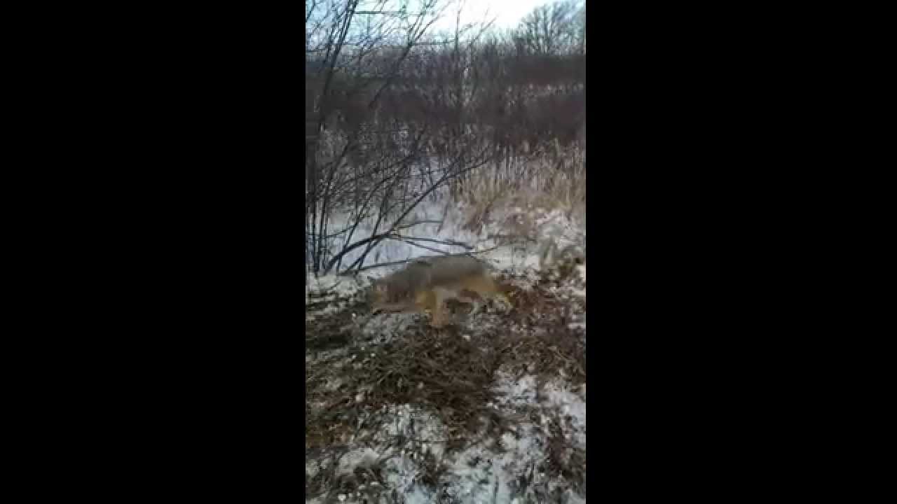 2015 cable restraint catch coyote - YouTube