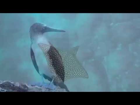 One blessing || New status video 2020 || Islamic status || 2020.